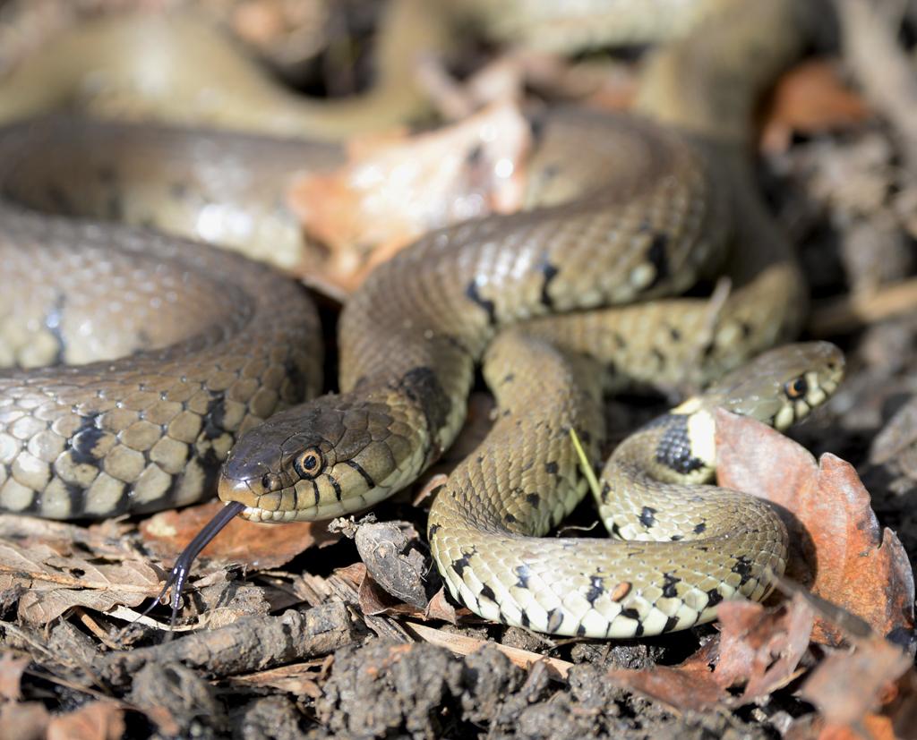 Grass snakes in the UK: The symbol of Britain’s wilds | Kent Wildlife Trust